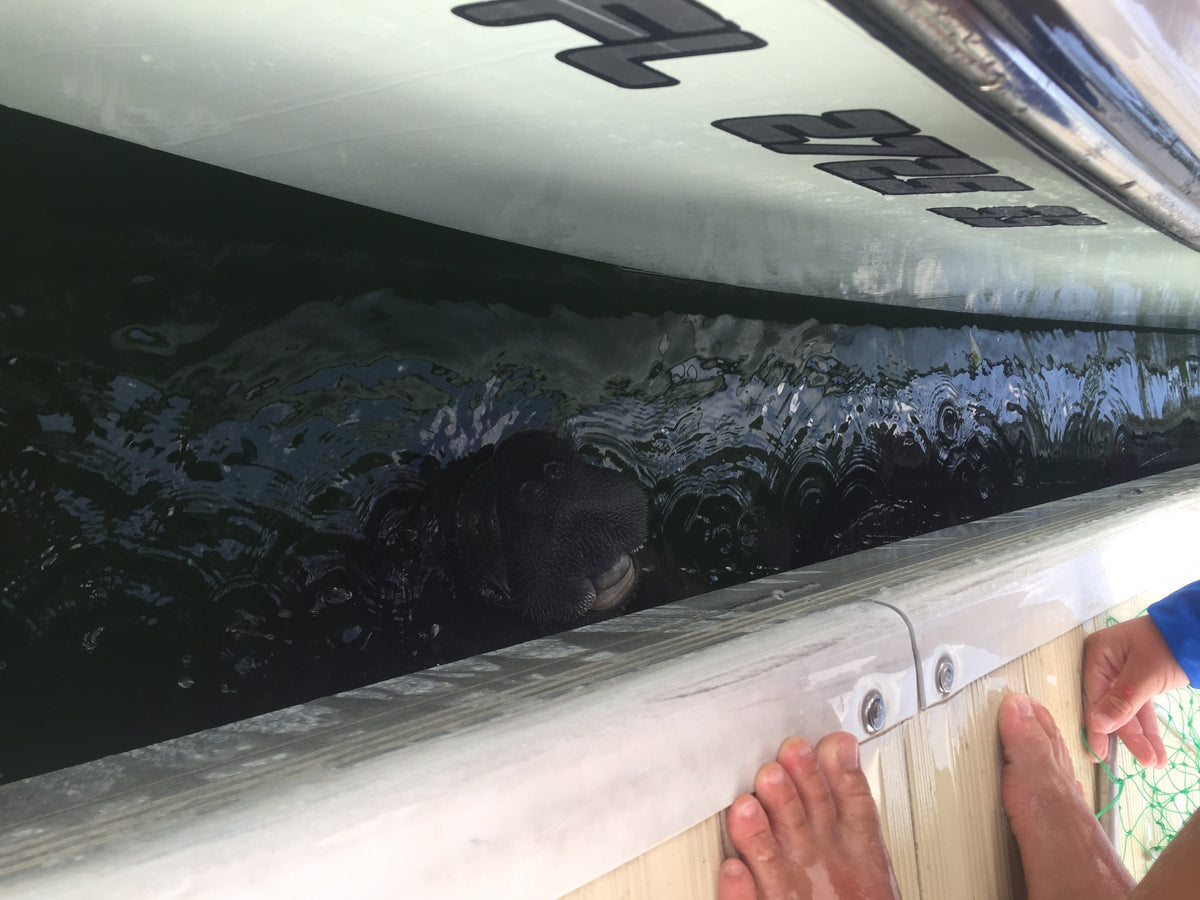 Visitors at the Dock...Manatees! – Florida Keys Treasures